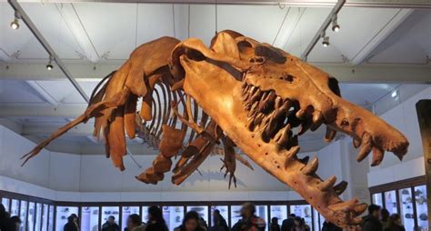 Descubren que antigua ballena de metros era una depredadora prehistórica EL CENTINELA VIRTUAL