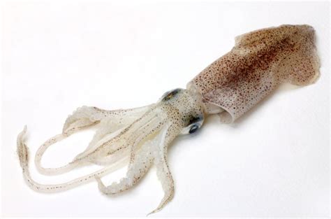 刺身が絶品ヒイカジンドウイカの食べ方と釣り方をチェック TSURI HACK 釣りハック