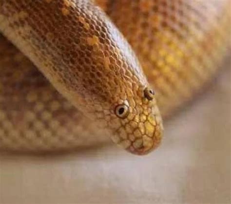 Arabian Sand Boa Blank Template Imgflip