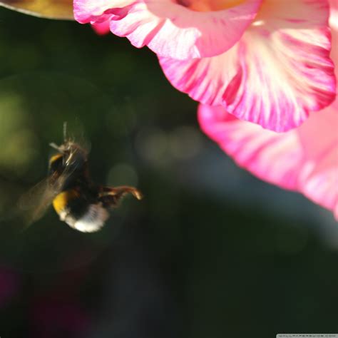 Humble Bi 2 Ultra Hd Wallpaper For 4k Uhd Tv And Desktop Widescreen