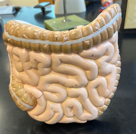 Lab 8 Intestines Diagram Quizlet