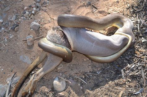 Olive Python Tries To Swallow A Kangaroo R Wtf