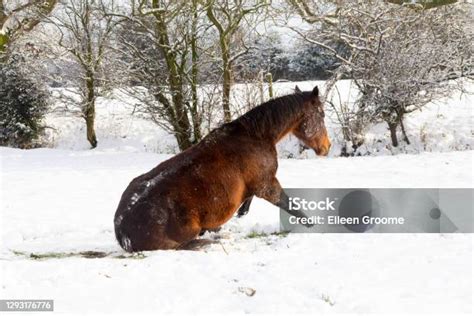 영국 슈롭셔 시골의 추운 겨울 날에 갓 떨어진 눈으로 다른 쪽을 따라 움직이면서 눈덮인 예쁜 만말에 앉아 있다 겨울에 대한 스톡 사진 및 기타 이미지 Istock