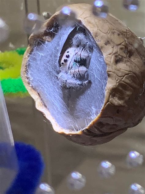 Baldi Loves Her Realestate R Jumpingspiders