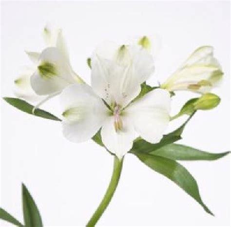 Dutchflowers Boeket 10x Alstroemeria Kensi 70cm Bol
