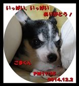 宝塚動物霊園 バーチャル霊園