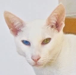Oriental Shorthair Rescue Purebreds Plus