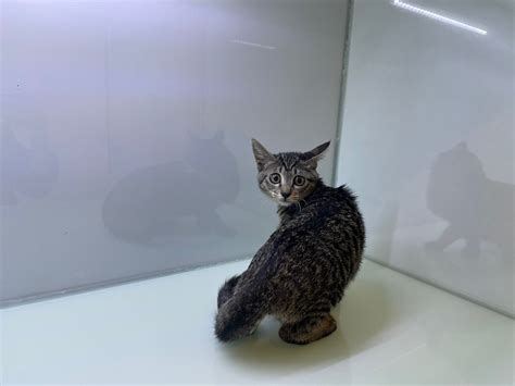 코리안숏헤어 영이 요크셔테리어무료입양사이트 웰시코기무료입양사이트 이탈리아그레이하운드무료입양사이트 치와와무료입양사이트 코카스파니엘무료입양사이트 폼스키무료입양사이트 폼치무료입양