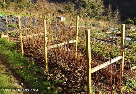 Quick And Easy Diy Raspberry Trellis Lovely Greens Raspberry Canes