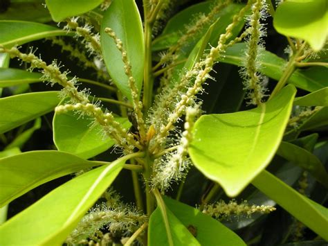 精子の臭いのする植物 2と二分の一ちゃんねる