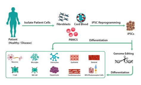 Home Applied Stemcell