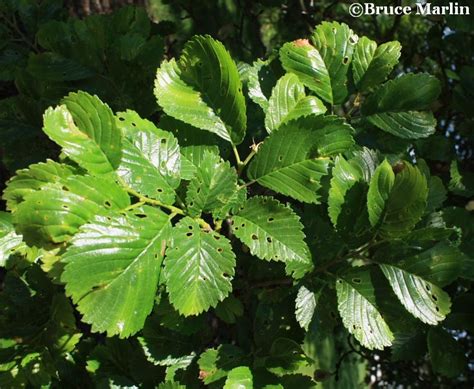 Commendation Elm Tree North American Insects And Spiders