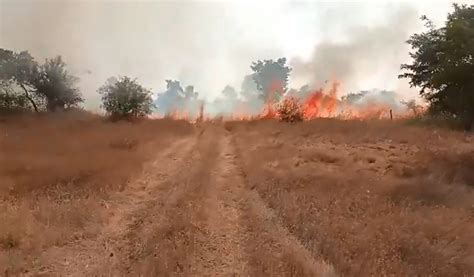 Madhya Pradesh Massive Fire Breaks Out In Gandhi Sagar Wildlife