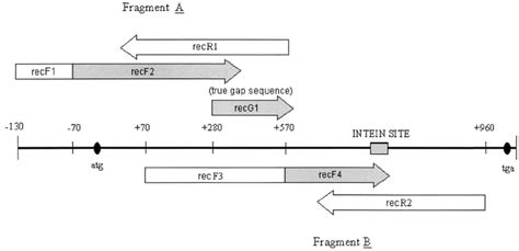 Schematic Illustration Of The Primer Pairs And Sites Used In The Download Scientific Diagram