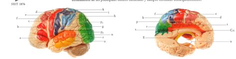 Cortical Areas Diagram Quizlet