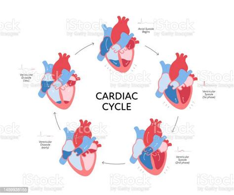 심장 주기 해부학 인포그래픽 벡터 컬러 플랫 현대 그림입니다 심장 및 혈액 자궁 해부학 차트 심장 박동이 있는 원형 프레임 의료 심장학 교육을위한 디자인 심장에 대한 스톡