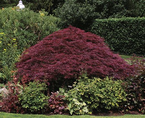Pruning Japanese Maples Finegardening
