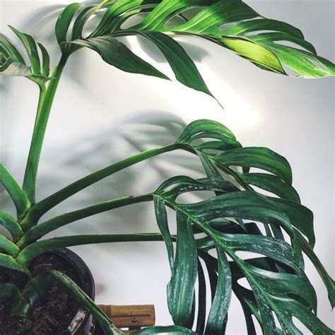 龍尾龜背芋 巨裂龜 2 5吋盆 觀葉植物 雨林植物 耐陰植物 室內植物 園藝 植栽 植物 盆栽 陽台阿金的便秘花園 蝦皮購物