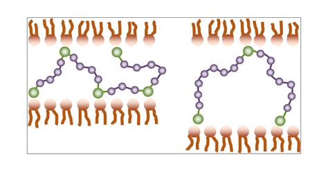 Copolymer Surfactant Complexes Obtained In A Lamellar Lyotropic Medium