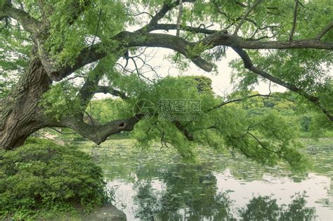 夏天时绿柳树在宁静的湖水中高清图片下载 正版图片504734940 摄图网