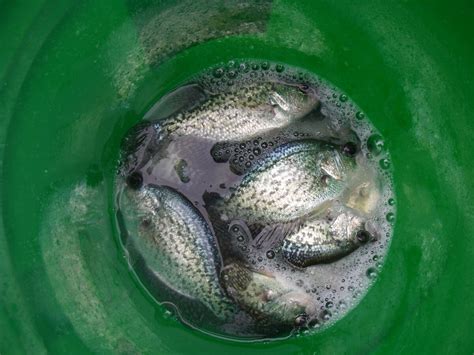 103022 Not Much But 103022 Crappie Fishing With 25 Gulp Minnows