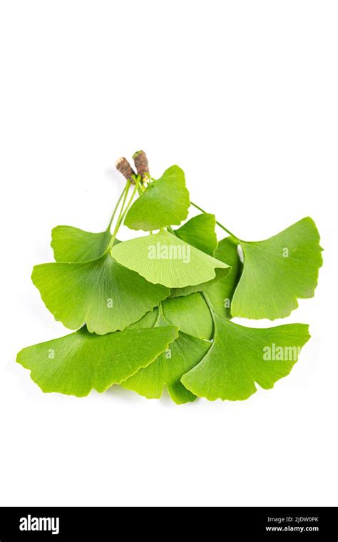 Green Leaves Of Ginkgo Biloba Isolated On White Background Stock Photo