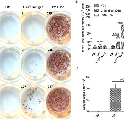 Gamma Interferon Ifn γ Secretion Lymphocytes In Peripheral Blood