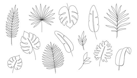 Palm Leaves Silhouette Set Outline Royalty Free Vector Image