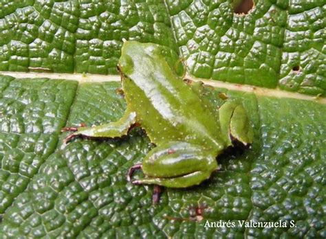 Rhinoderma Darwinii Apatia No Flickr