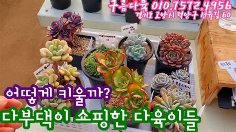 다부댁이 산 다육이 키우기 법 알아봤어요 기대되는 다육이가 너무 많아요 구름다육 010 7572 4956 Youtube