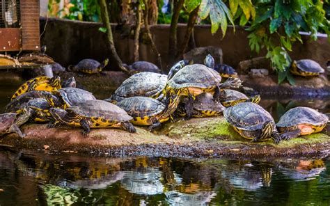 Cómo Podemos Acostumbrar a una Tortuga a Otra
