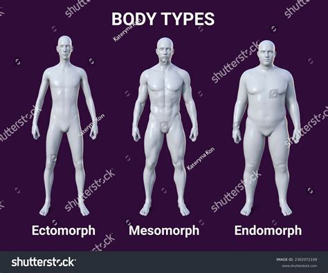 3d Illustration Male Body Showcasing Three Stock Illustration