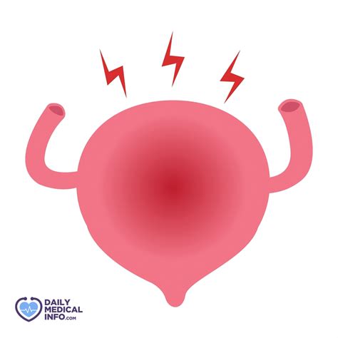 هل تعلم أن المثانة يمكنها التمدد لتخزين ما يصل