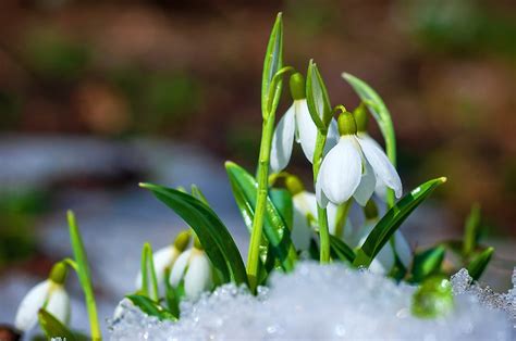 1월 1일 탄생화 설강화snow Drop