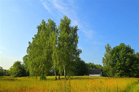 여름에자 나무와 그림 같은 여름 풍경 미티노 조경 공원 모스크바 러시아 0명에 대한 스톡 사진 및 기타 이미지 0명 공원