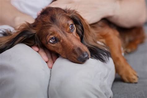 Was Ist Der Ausl Ser F R Ibd Bei Hunden Ein Leitfaden F R Den Zustand