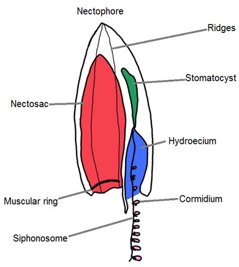 Diphyes Sp Alicia Whillier