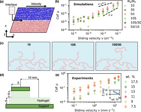 A Slice Of The Hydrogel Network During Shear The Network Has Been