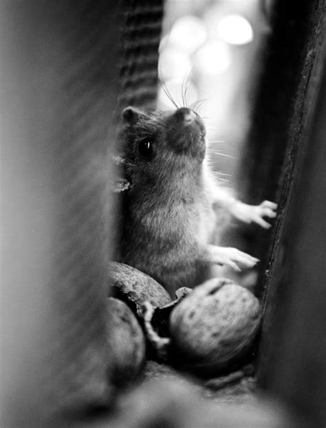 Pest Solutions Ethical Pest Solutions