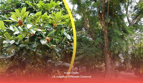 Weathering The Storm The Essential Role Of Typhoon Resistant Trees Dito Sa Pilipinas