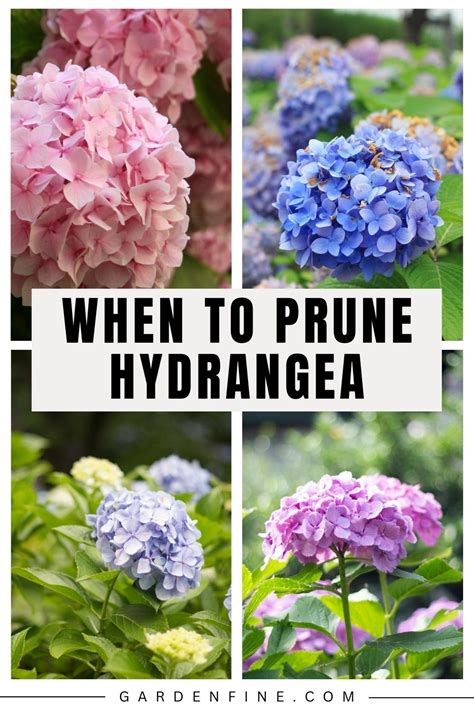 The Ultimate Guide To Pruning Your Hydrangea When To Prune Hydrangeas
