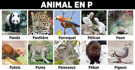 Animal en P la liste des animaux commençant par P