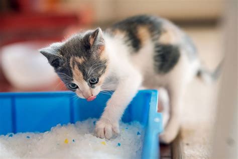 How Often Should A Cat Use The Litter Box Storables