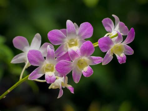 Dendrobium Orchid Care Growing Tips Horticulture Co Uk