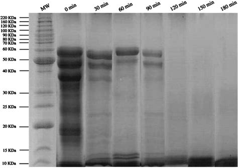 Pdf Digestive Enzyme Activity In Juvenile Nile Tilapia Oreochromis