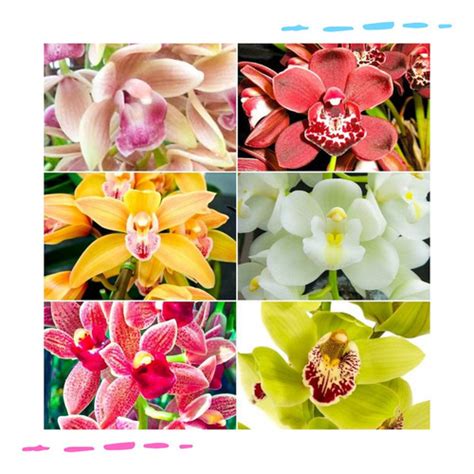 Orquidea Cymbidium Mudas Pendentes Kit C 06 Rara Parcelamento Sem Juros