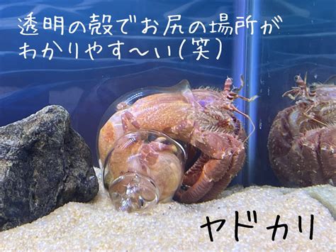 泉賢太郎（古生物学者） On Twitter 海響館の特別企画展「ミラクルうんちワールド！」、私も少しご協力しました！ 企画展準備のために