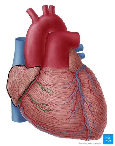 Heart Flashcards Quizlet