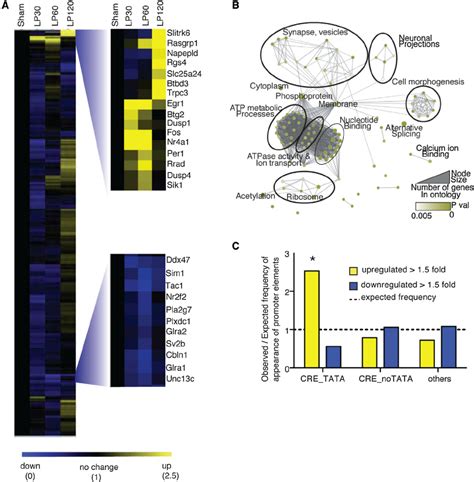 Analysis Of Light Regulated Gene Expression In The Scn A Hierarchical Download Scientific