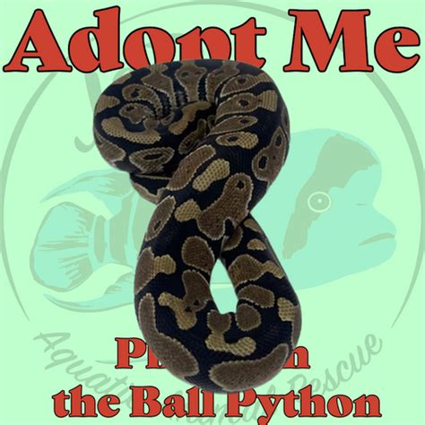 Phantom The Ball Python Jraar